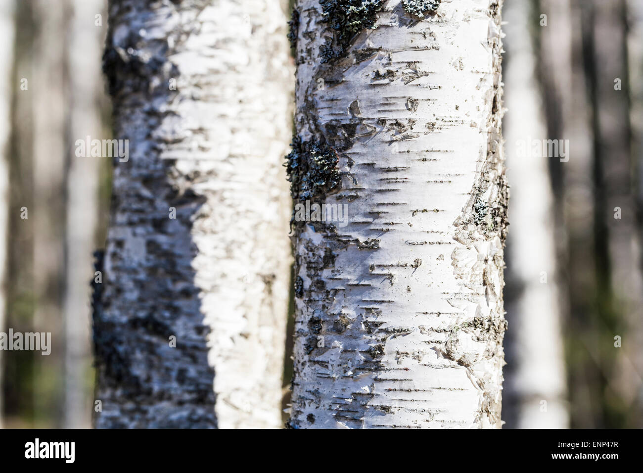Detail of birch tree trunks hi-res stock photography and images - Alamy