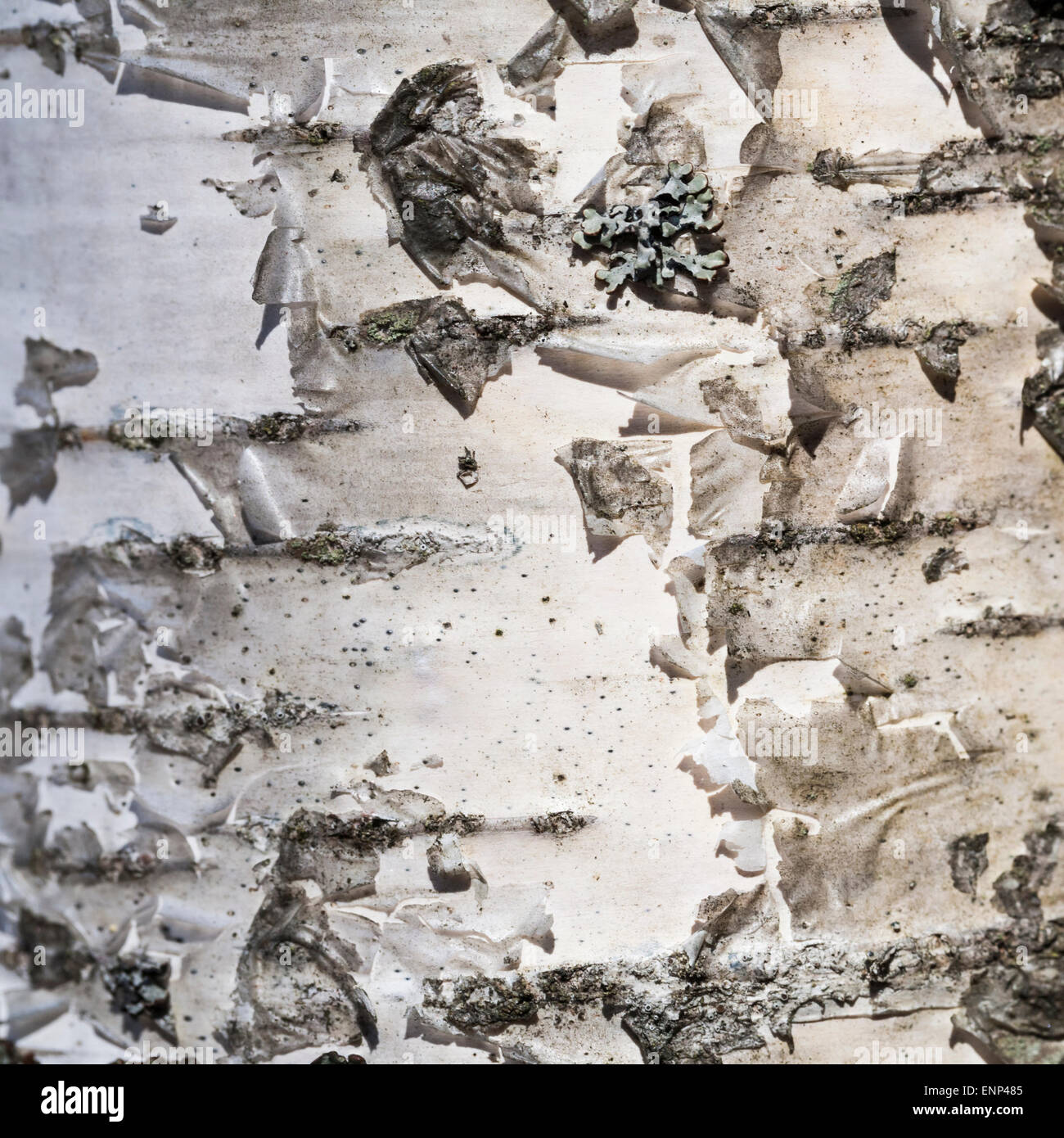 Birch tree square hi-res stock photography and images - Alamy