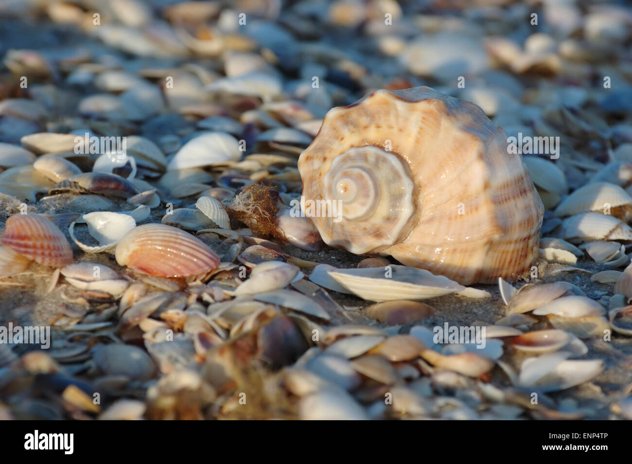 Empty seashell of marine mollusc rapana venosa on the Black Sea coast ...