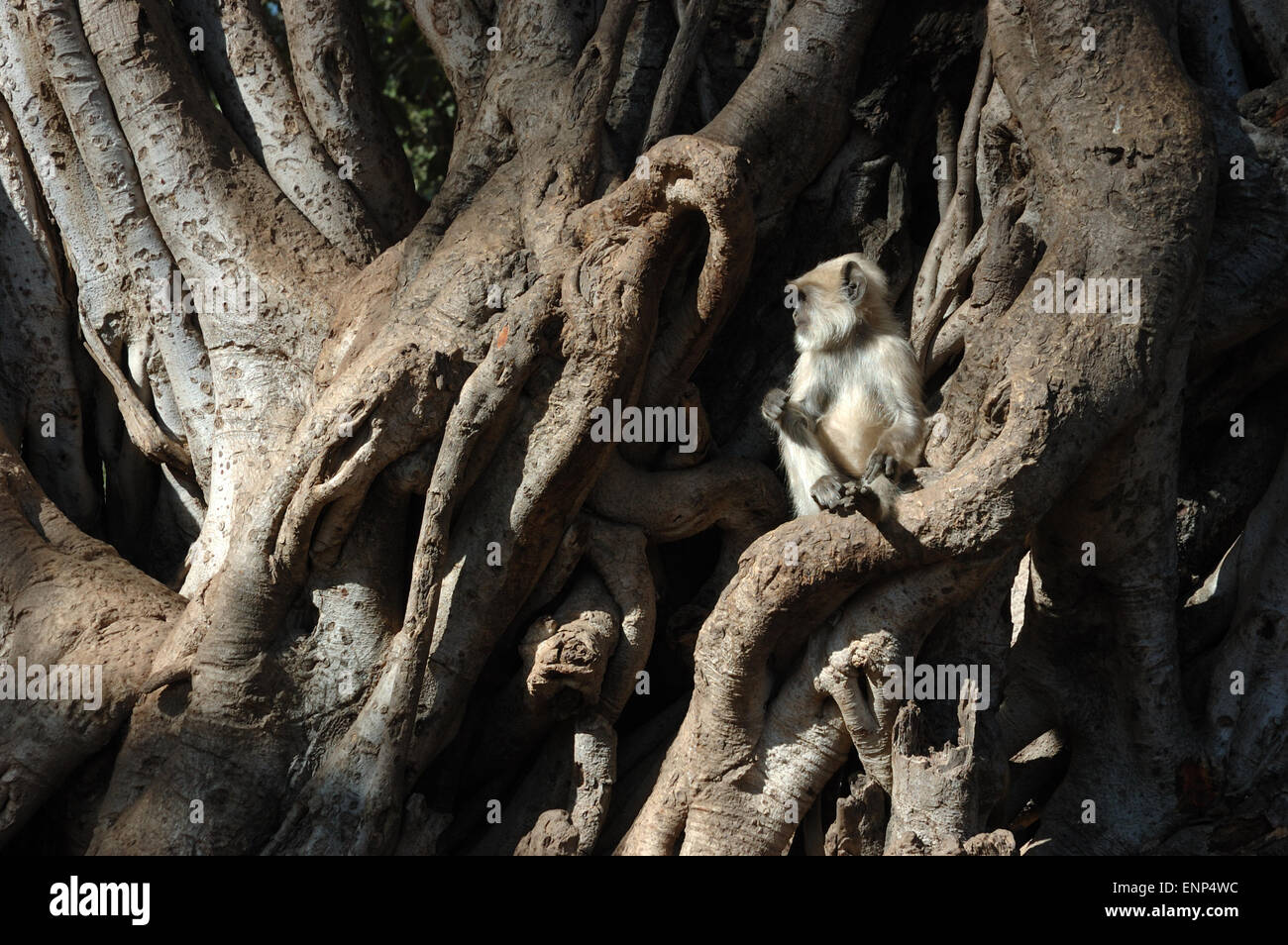 Fruit of banyan tree hi-res stock photography and images - Alamy