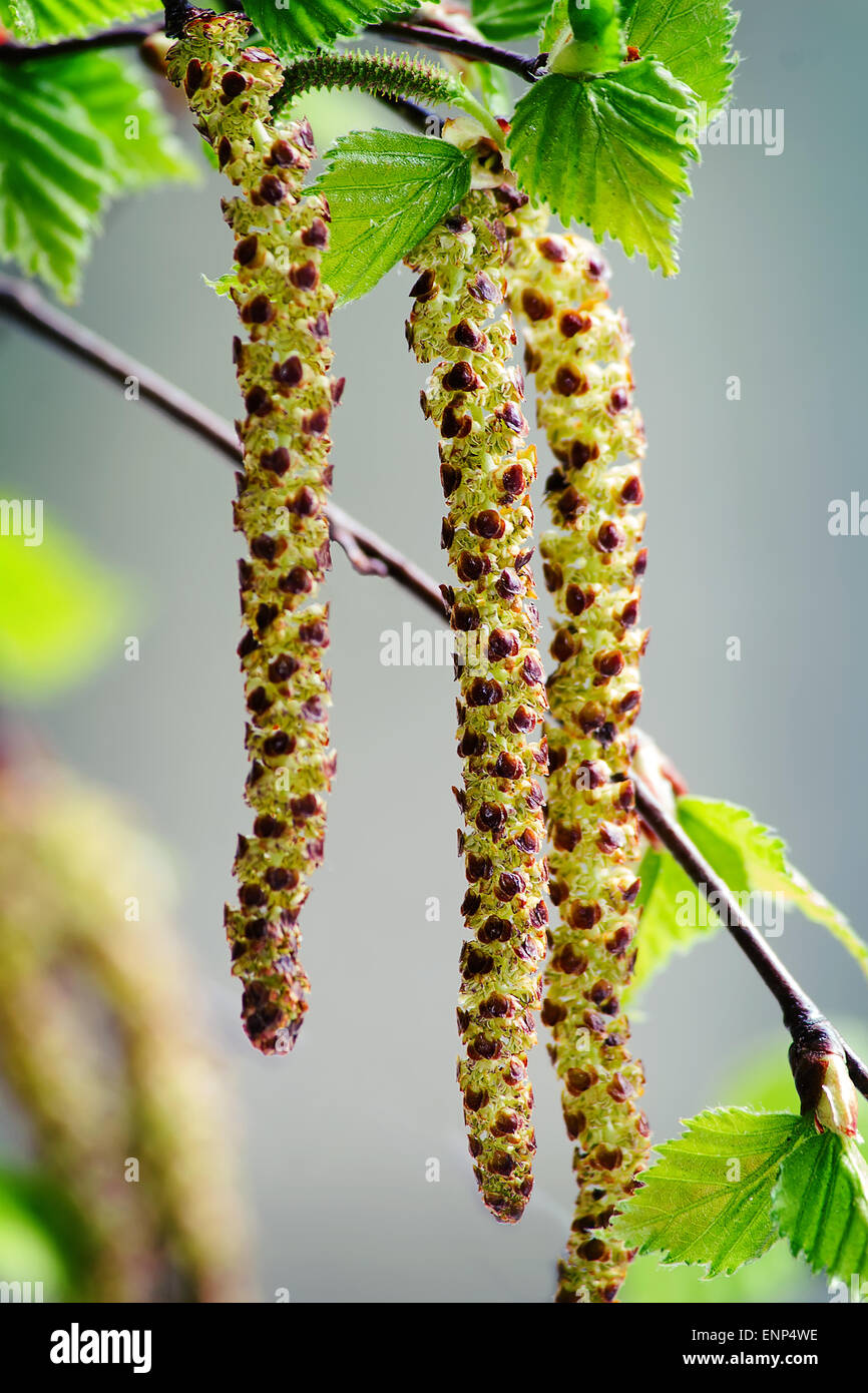 The young shoots of birch with the first green leaves and flowers ...