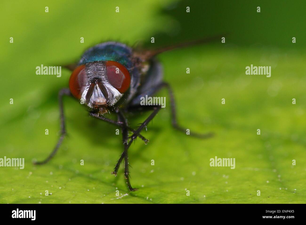 Fly red eyes macro hi-res stock photography and images - Alamy