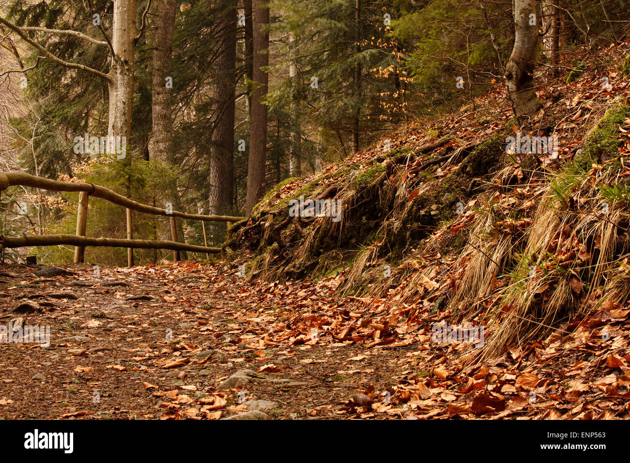 view on road with fence in forest Stock Photo - Alamy