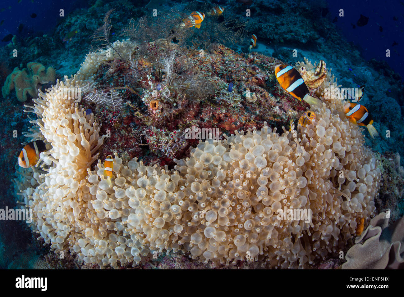 a colony of clarkfish also known as anemone fish leaving in the big ...