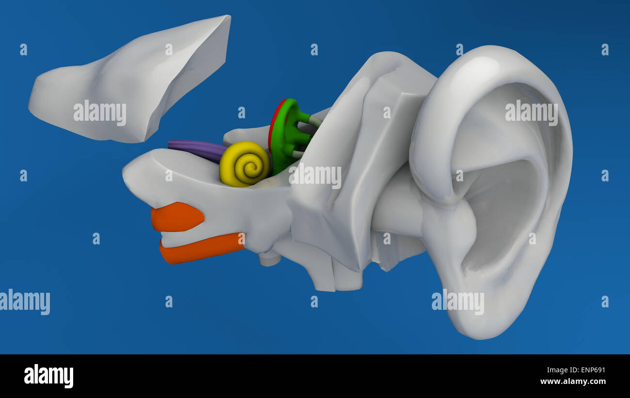 External ear tympanic membrane 3d hi-res stock photography and images ...