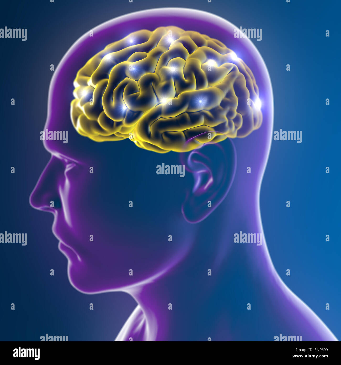 Human brain and spinal cord hi-res stock photography and images - Alamy