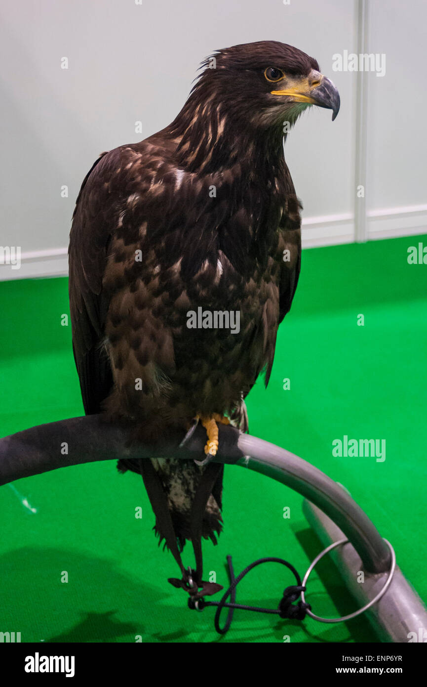 London, UK. 9 May 2015. An golden eagle is one of several birds of prey ...