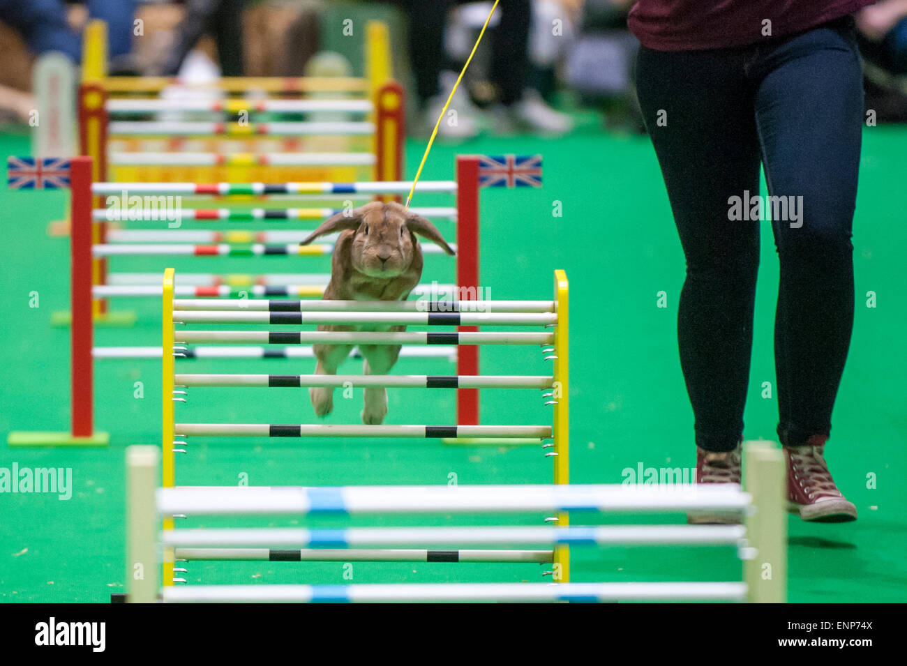 Leaping rabbit hi-res stock photography and images - Alamy