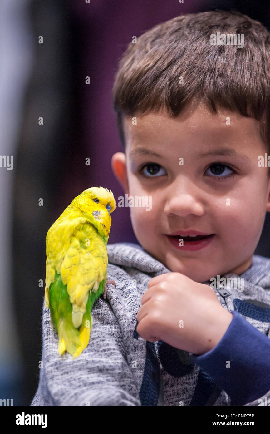 London, UK. 9 May 2015. A young boy meets a curious budgerigar as ...