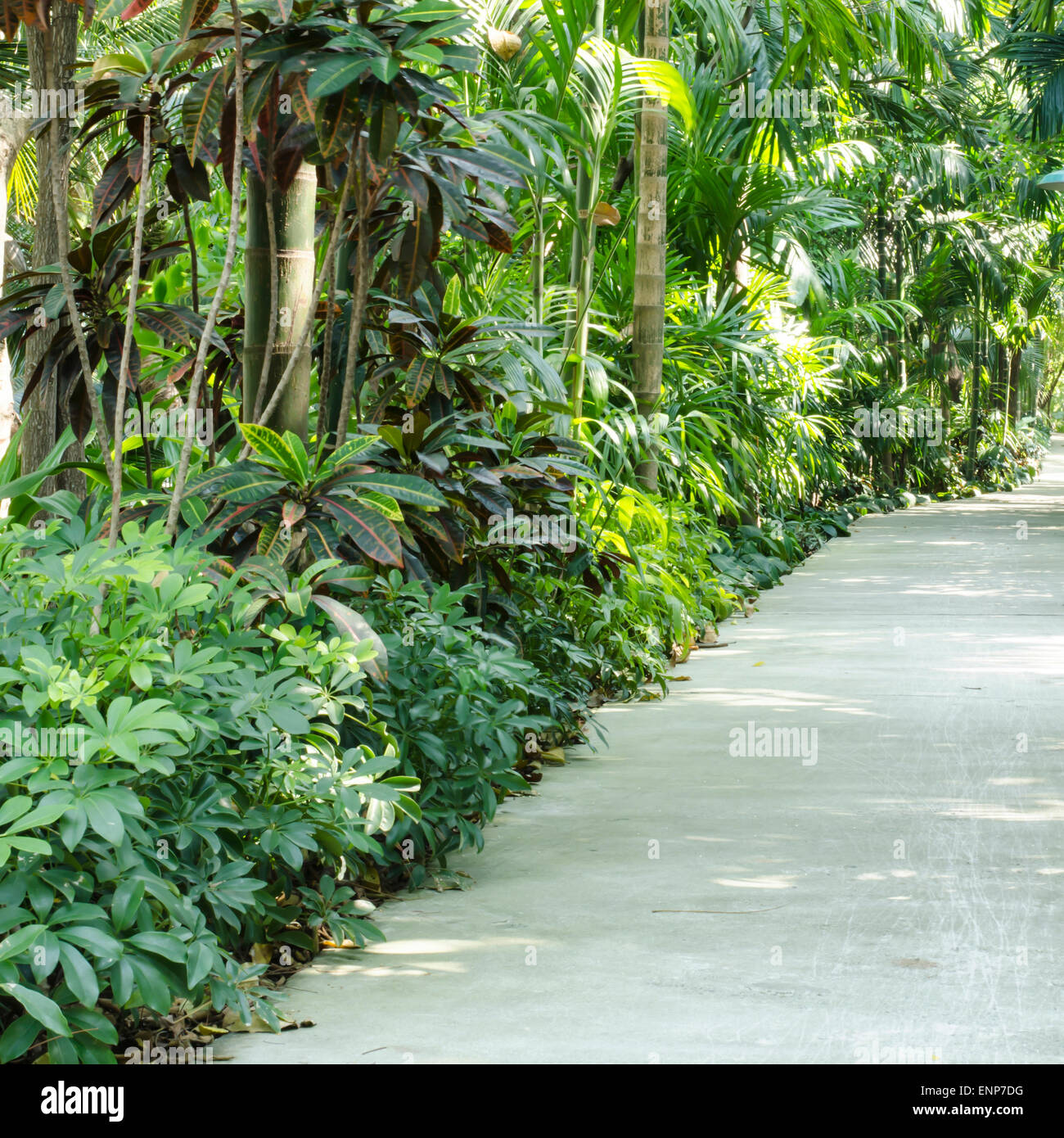 nature Passage with many variety trees Stock Photo - Alamy
