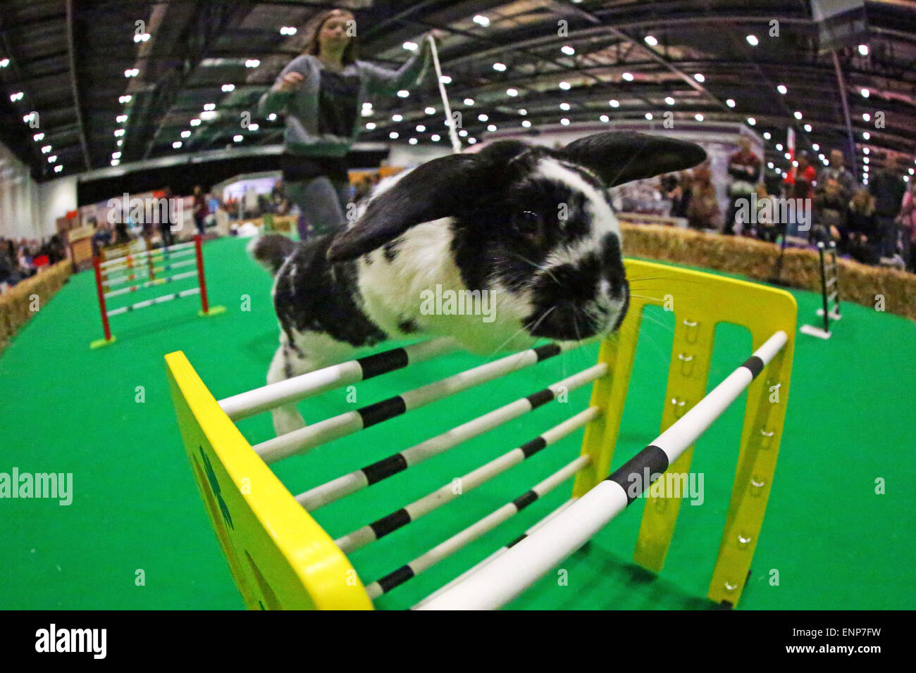 Rabbit show jumping uk hi-res stock photography and images - Alamy