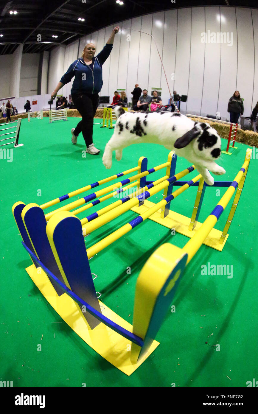 London, UK. 9th May 2015. Showjumping rabbits from Sweden at the London ...