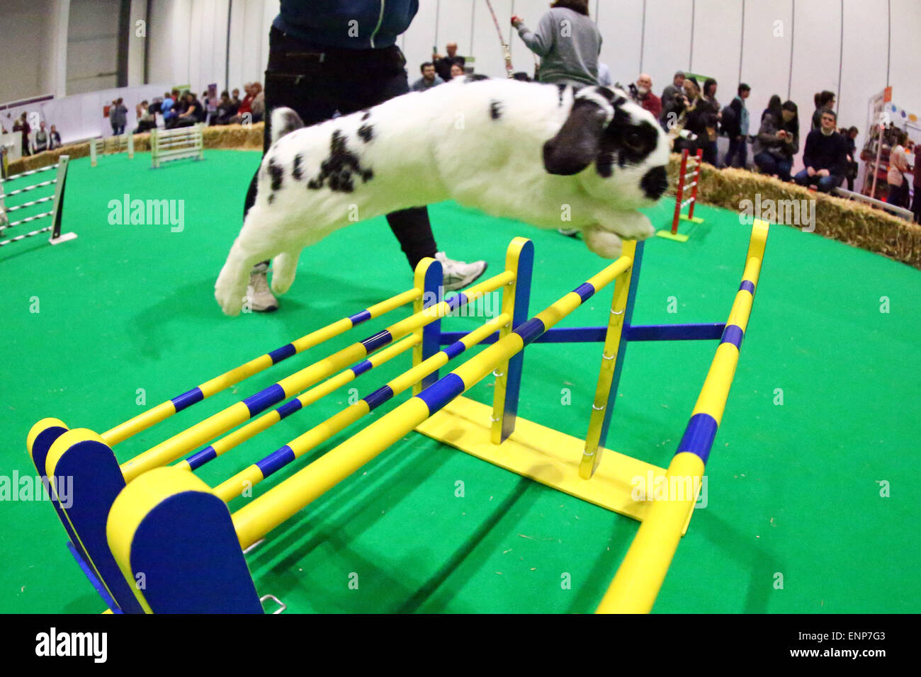 Rabbit show jumping uk hi-res stock photography and images - Alamy