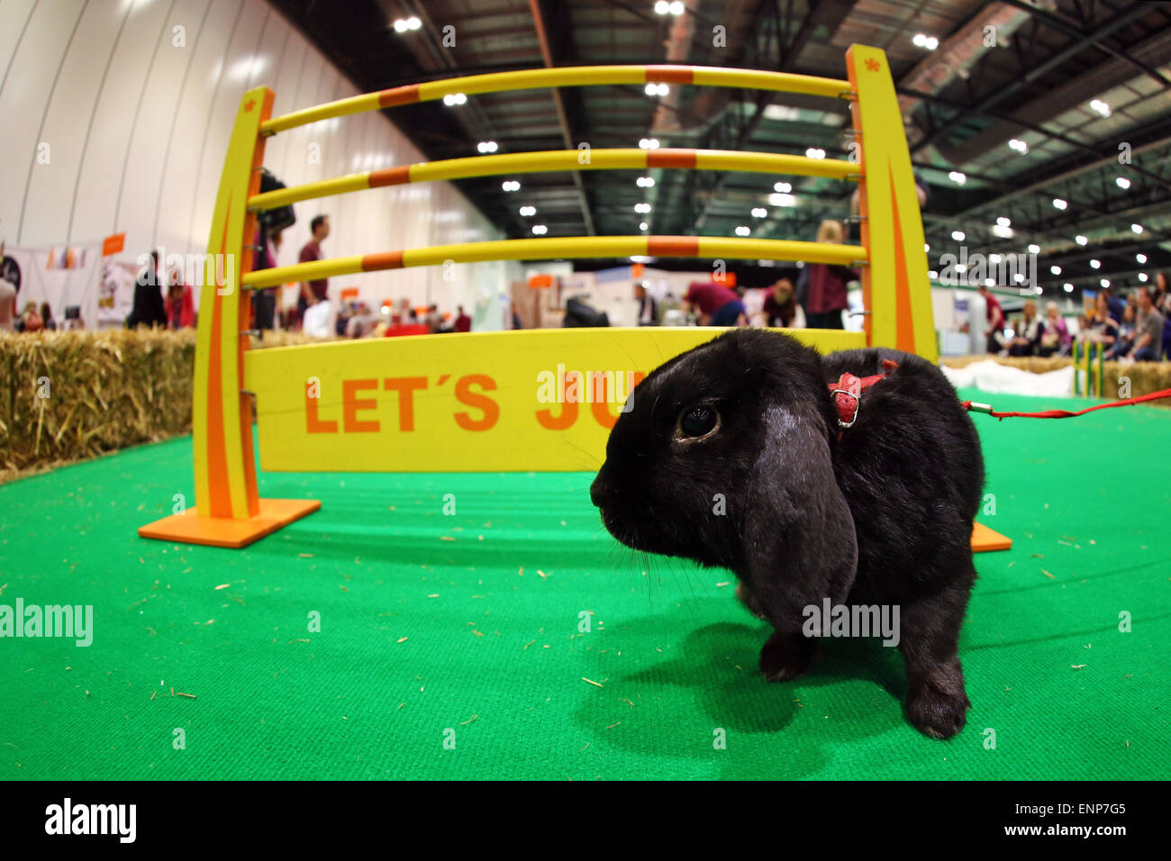 Rabbit show jumping uk hi-res stock photography and images - Alamy
