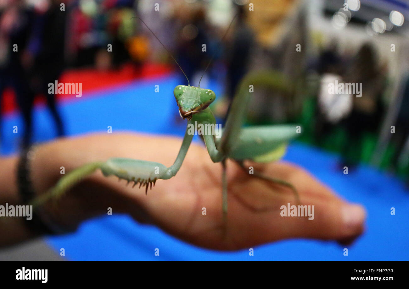 London, UK. 9th May 2015. Manny the Praying Mantis on the Rentabeast ...