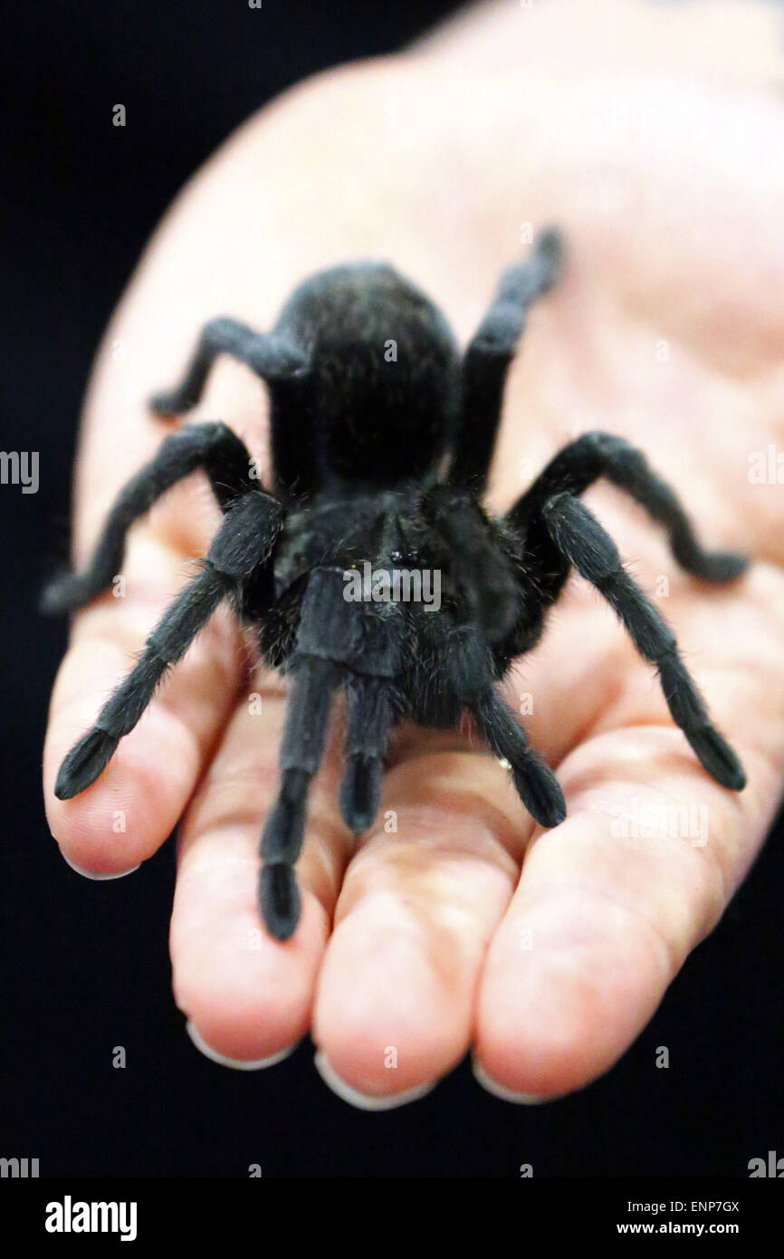 Tarantulas uk hi-res stock photography and images - Alamy