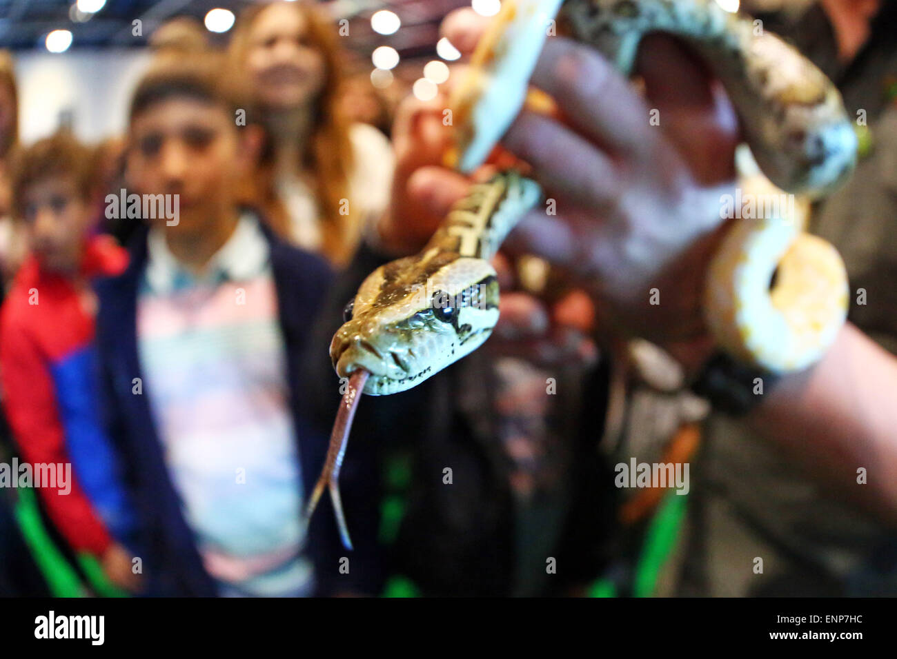 Pet snake hi-res stock photography and images - Alamy