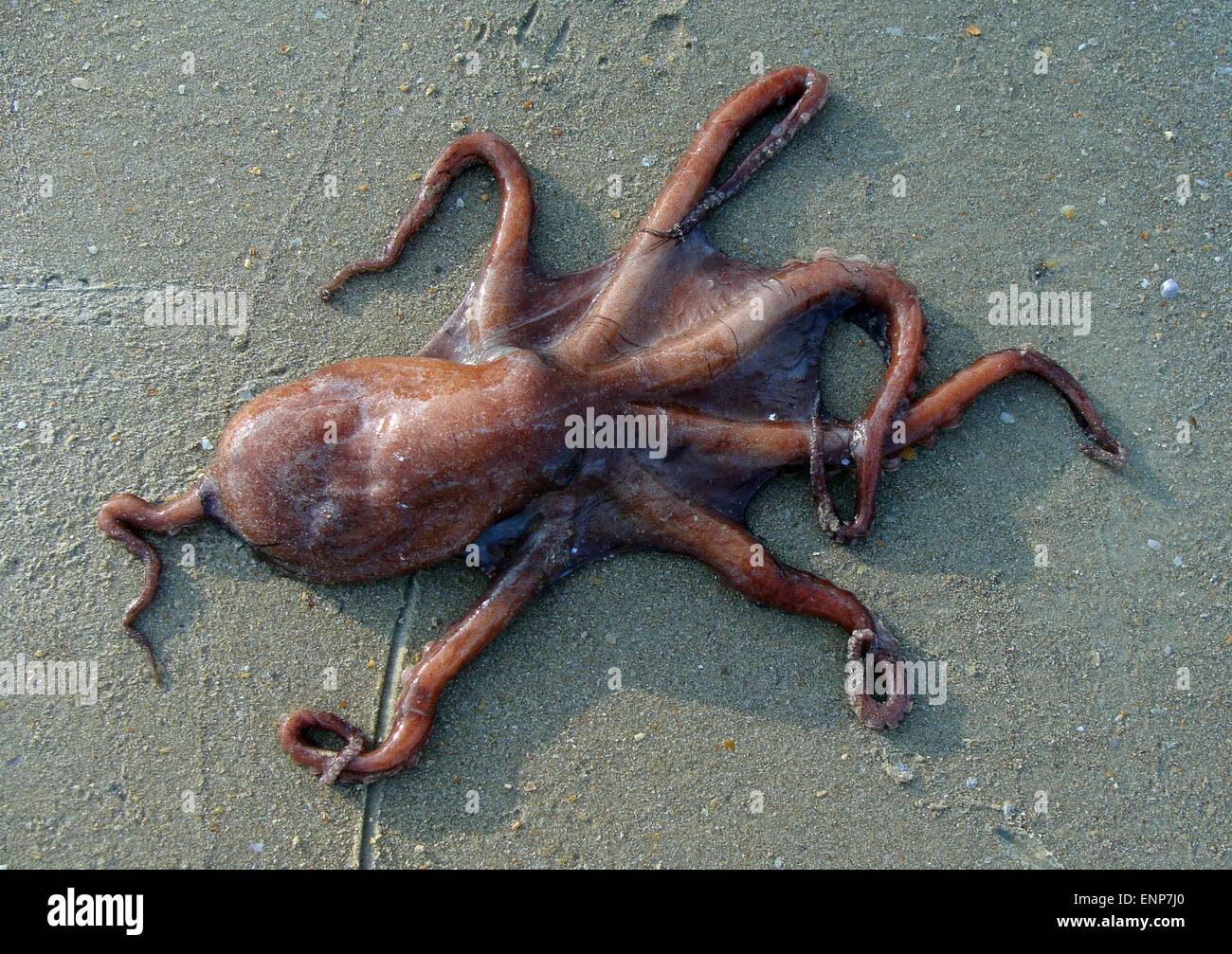 Land Octopus High Resolution Stock Photography and Images - Alamy