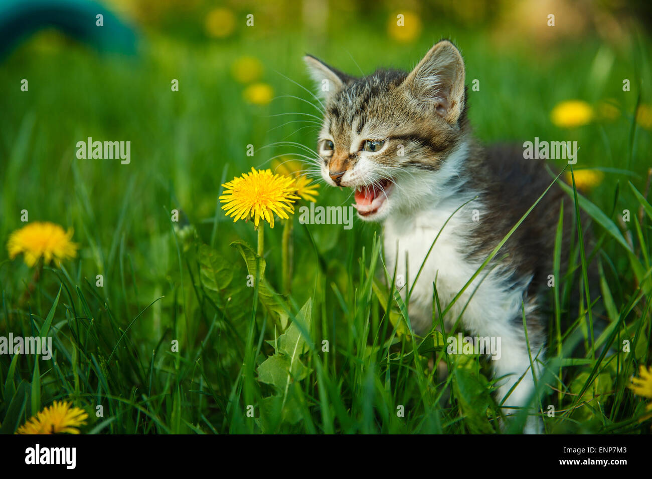 black and white kitten meowing cat cries sitting in green grass Stock Photo - Alamy