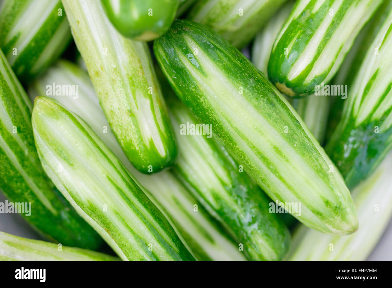 Green cucumber plant hi-res stock photography and images - Alamy