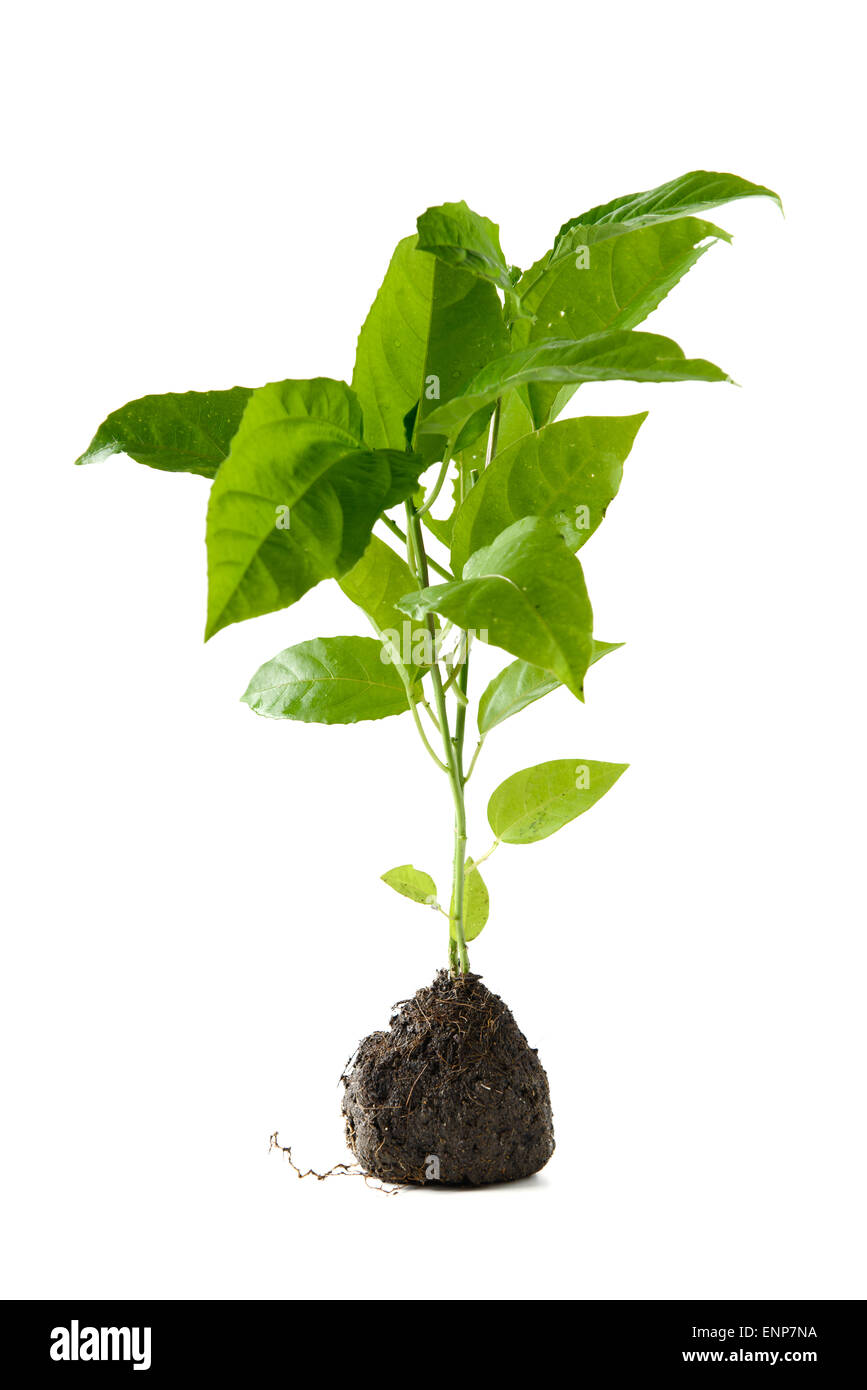 Sapling hi-res stock photography and images - Alamy
