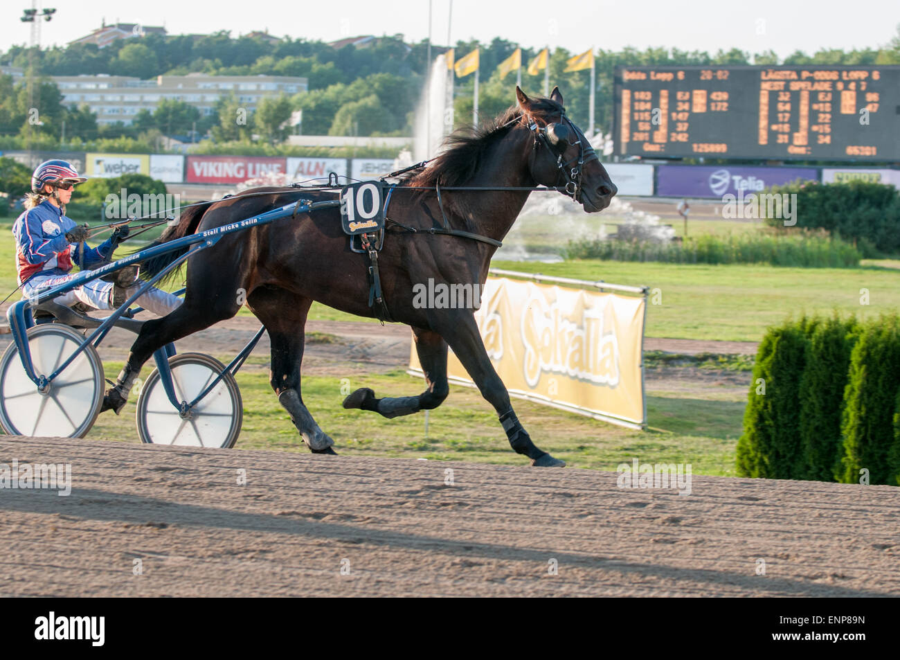 Harness race driver Jennifer Tillman Stock Photo - Alamy