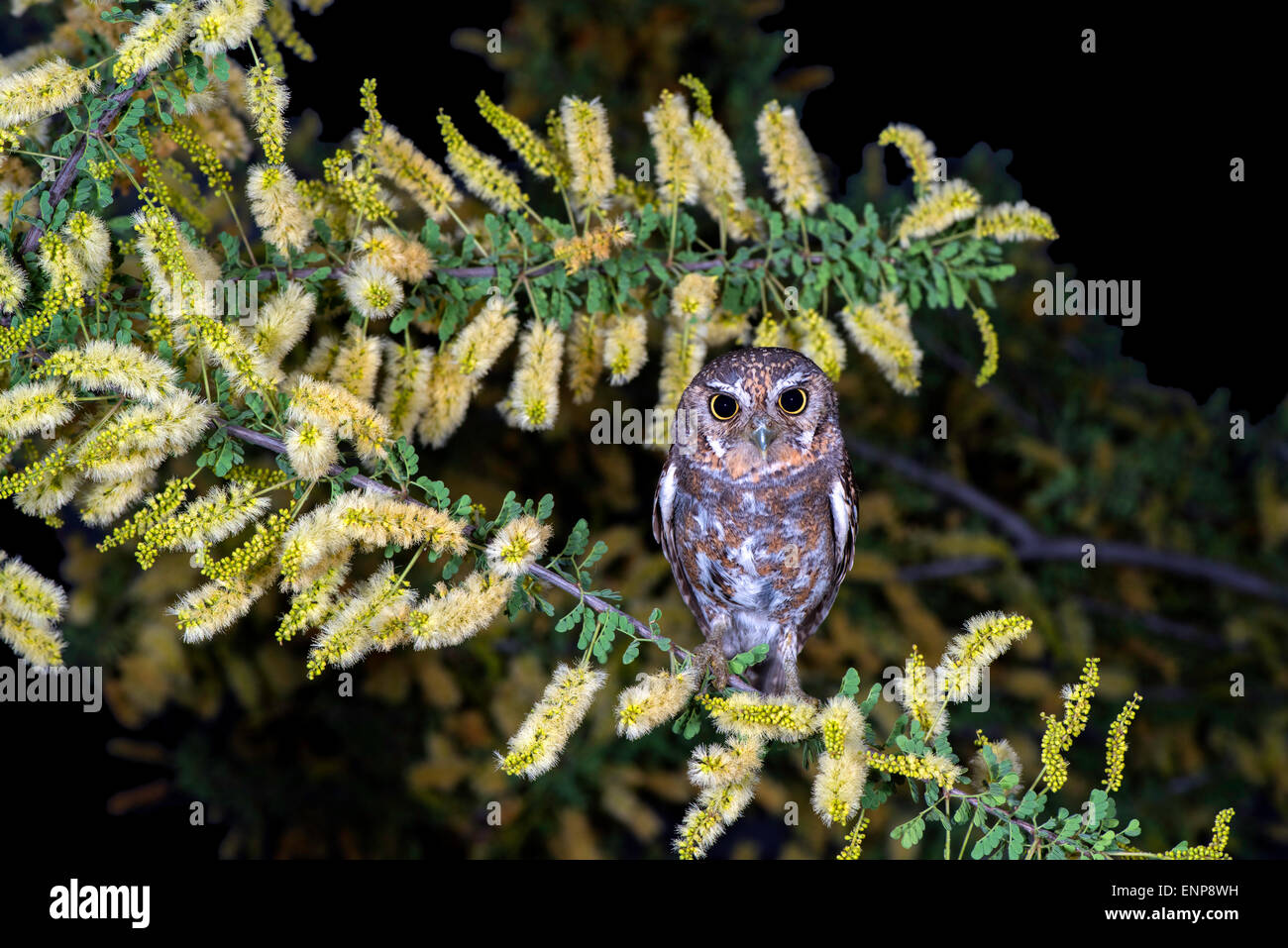 Tucson insects hi-res stock photography and images - Alamy