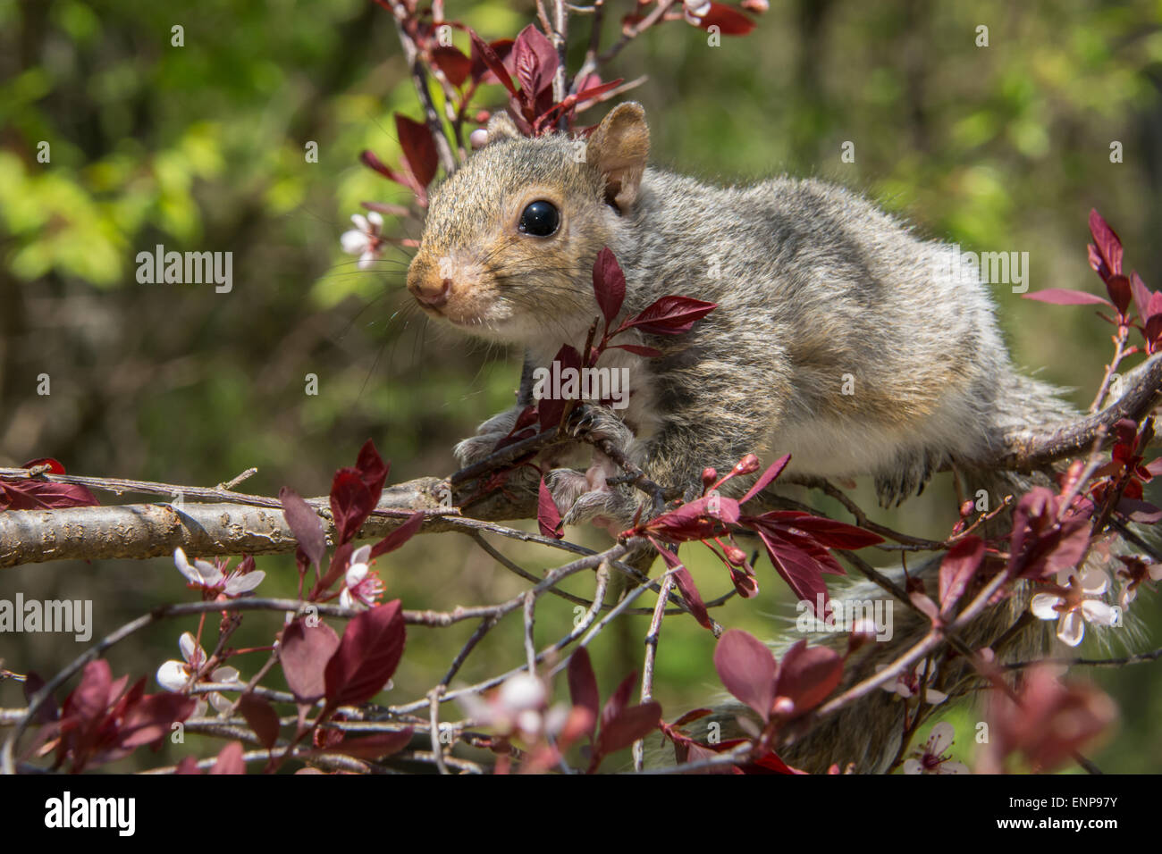 Baby Gray Squirrel Stock Photo - Alamy