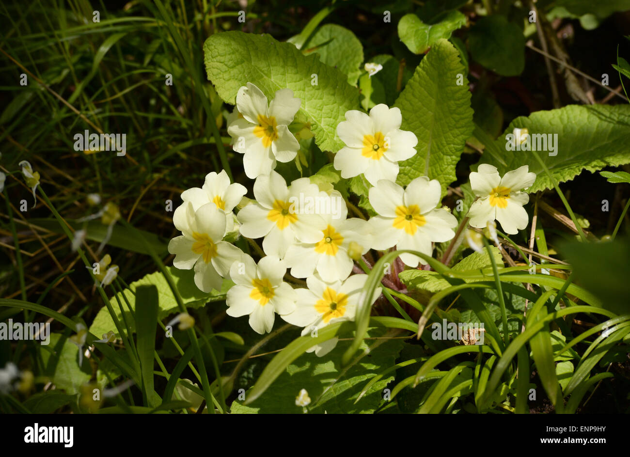 Wild primrose hi-res stock photography and images - Alamy