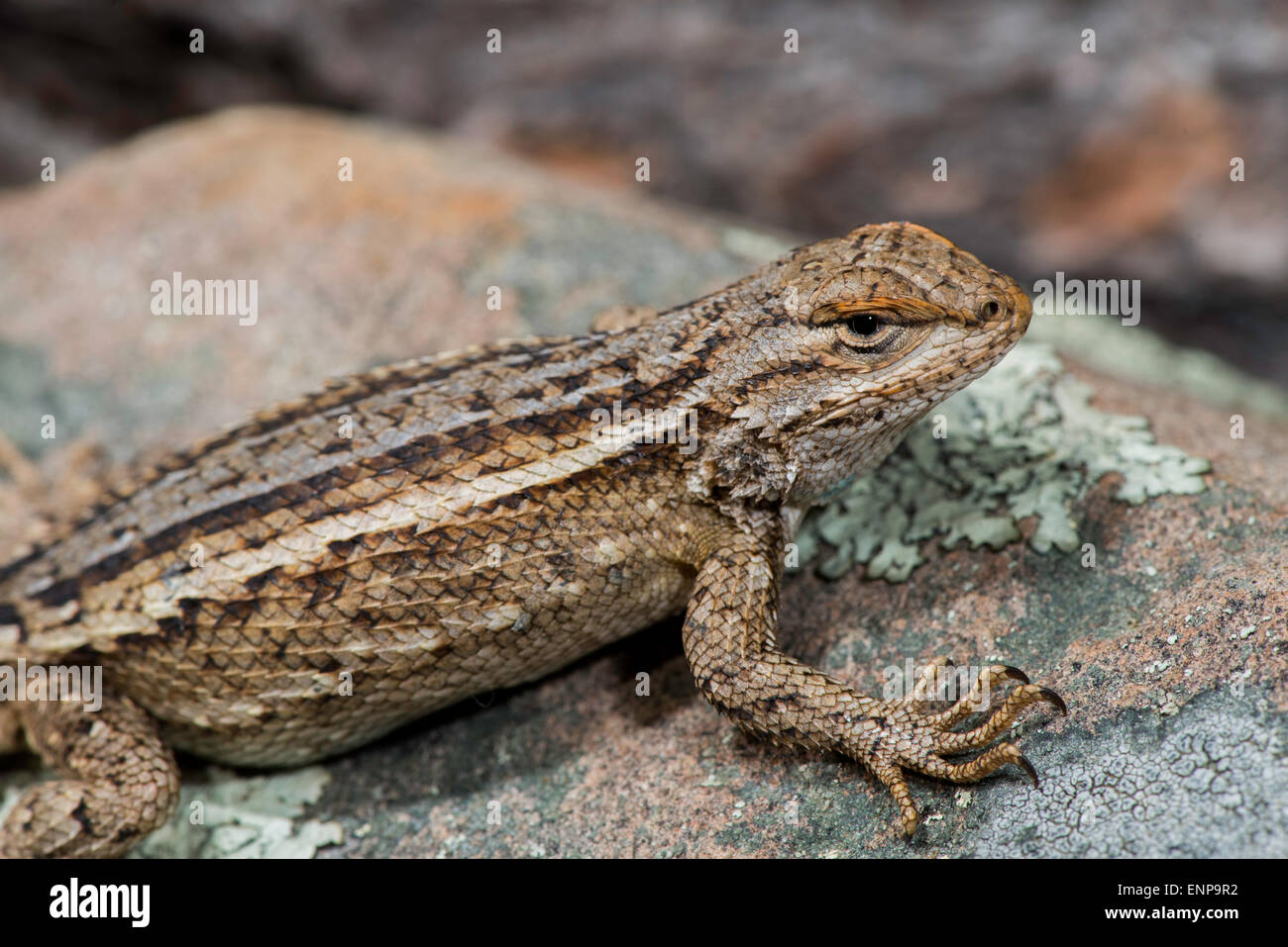 Tristichus hi-res stock photography and images - Alamy