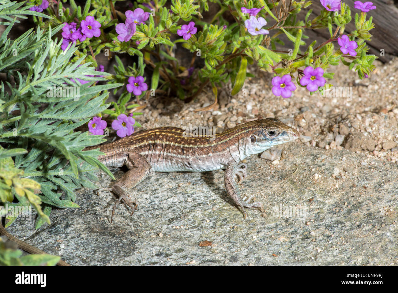 Sonoran Spotted Whiptail Aspidoscelis sonorae Tucson, Pinal County ...