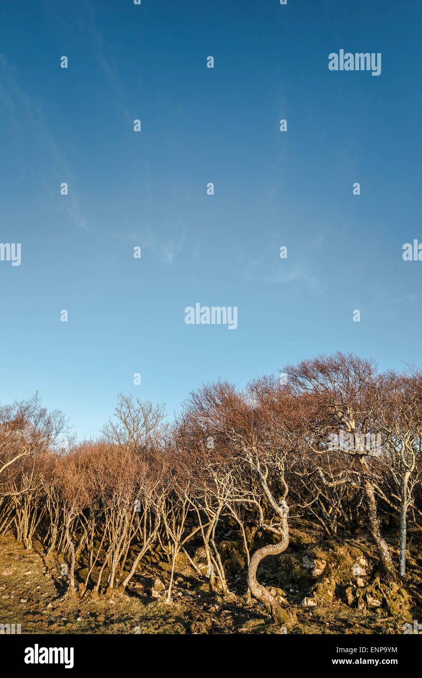 Stunted Birch forest on Isle of Skye in Scotland Stock Photo - Alamy