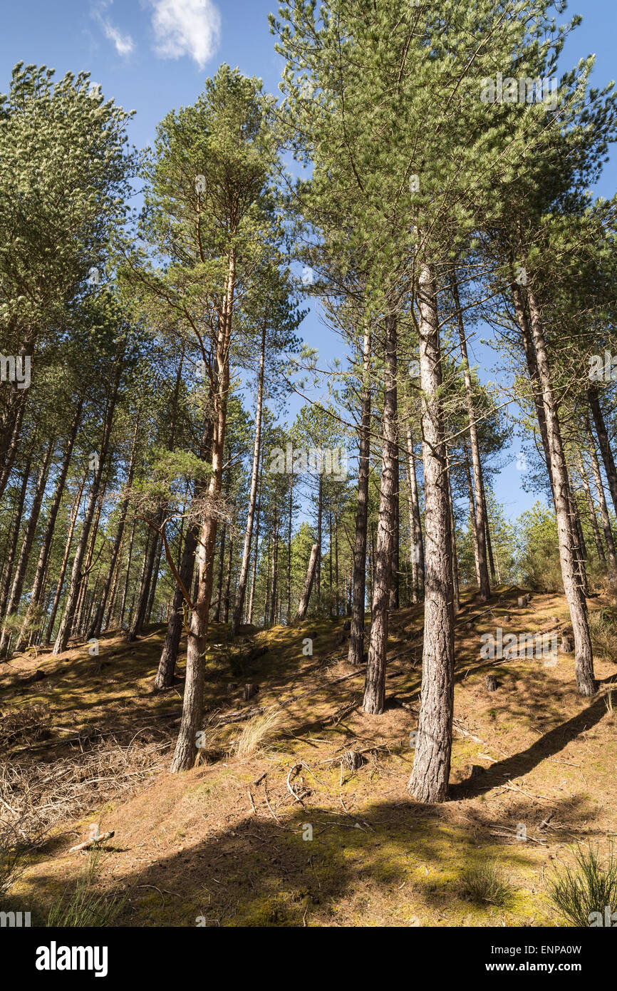 Our lady of the pine hi-res stock photography and images - Alamy
