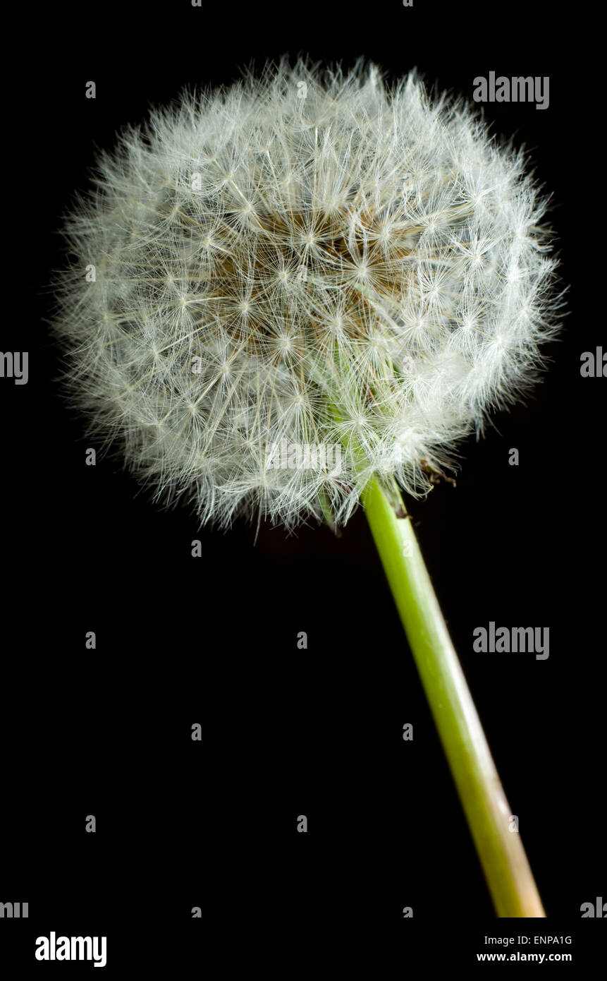 Dandelion seed head (dandelion clock) on a black background Stock Photo ...