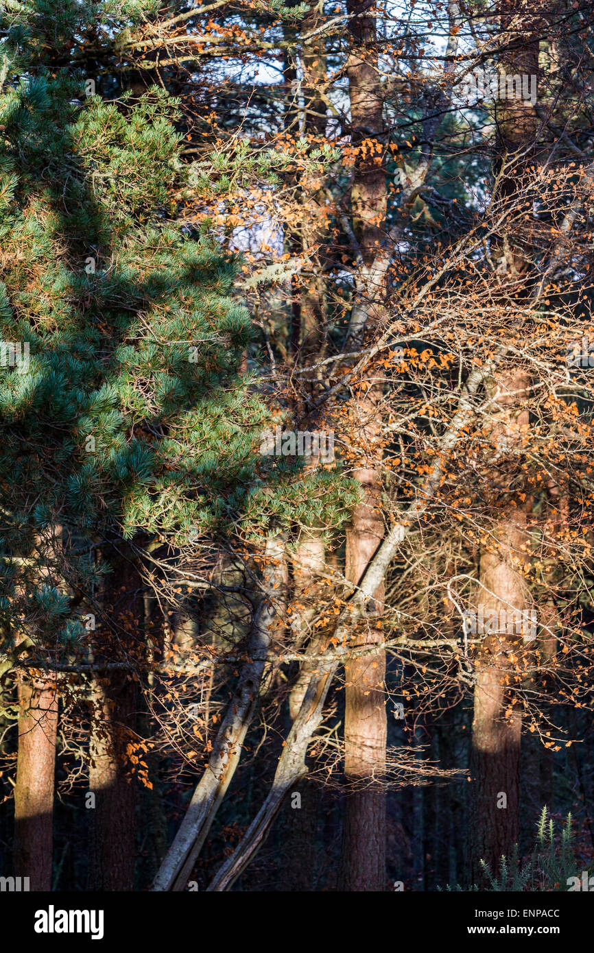 Craig Phadrig forest in Scotland Stock Photo - Alamy