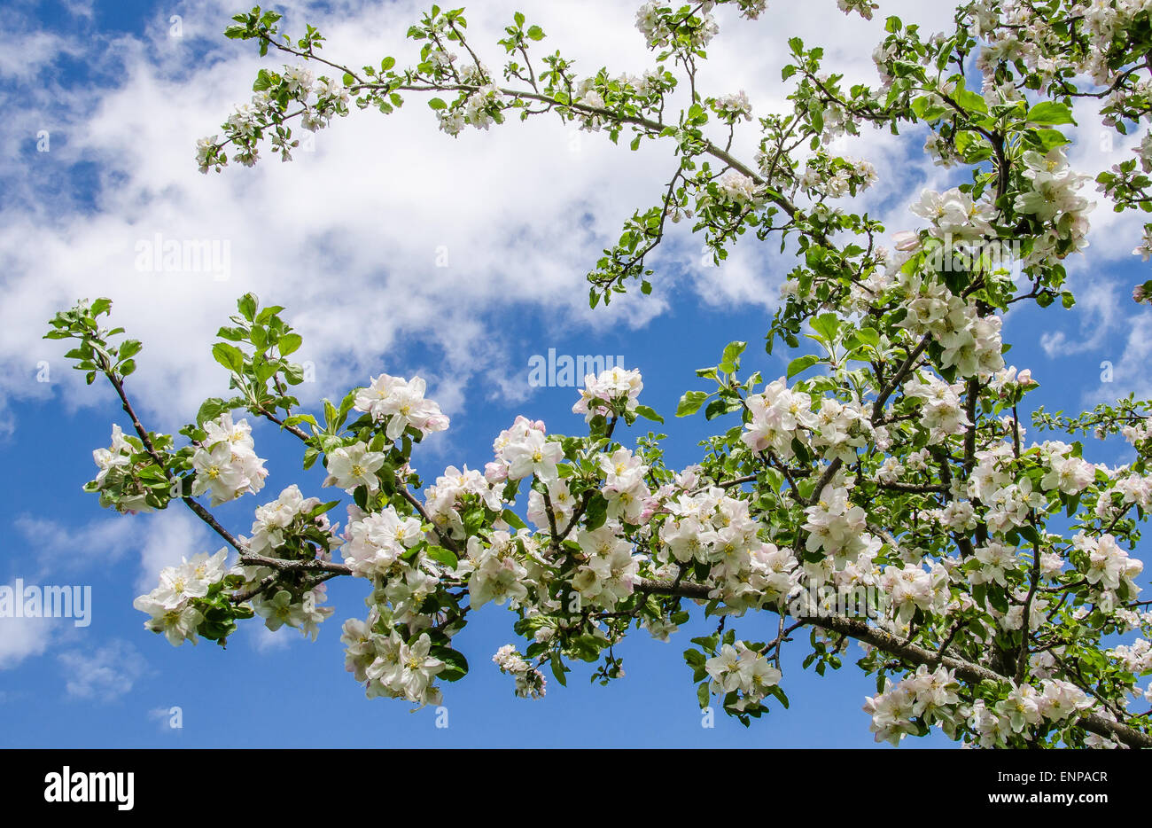 Spring blossoms apple tree branch Stock Photo - Alamy
