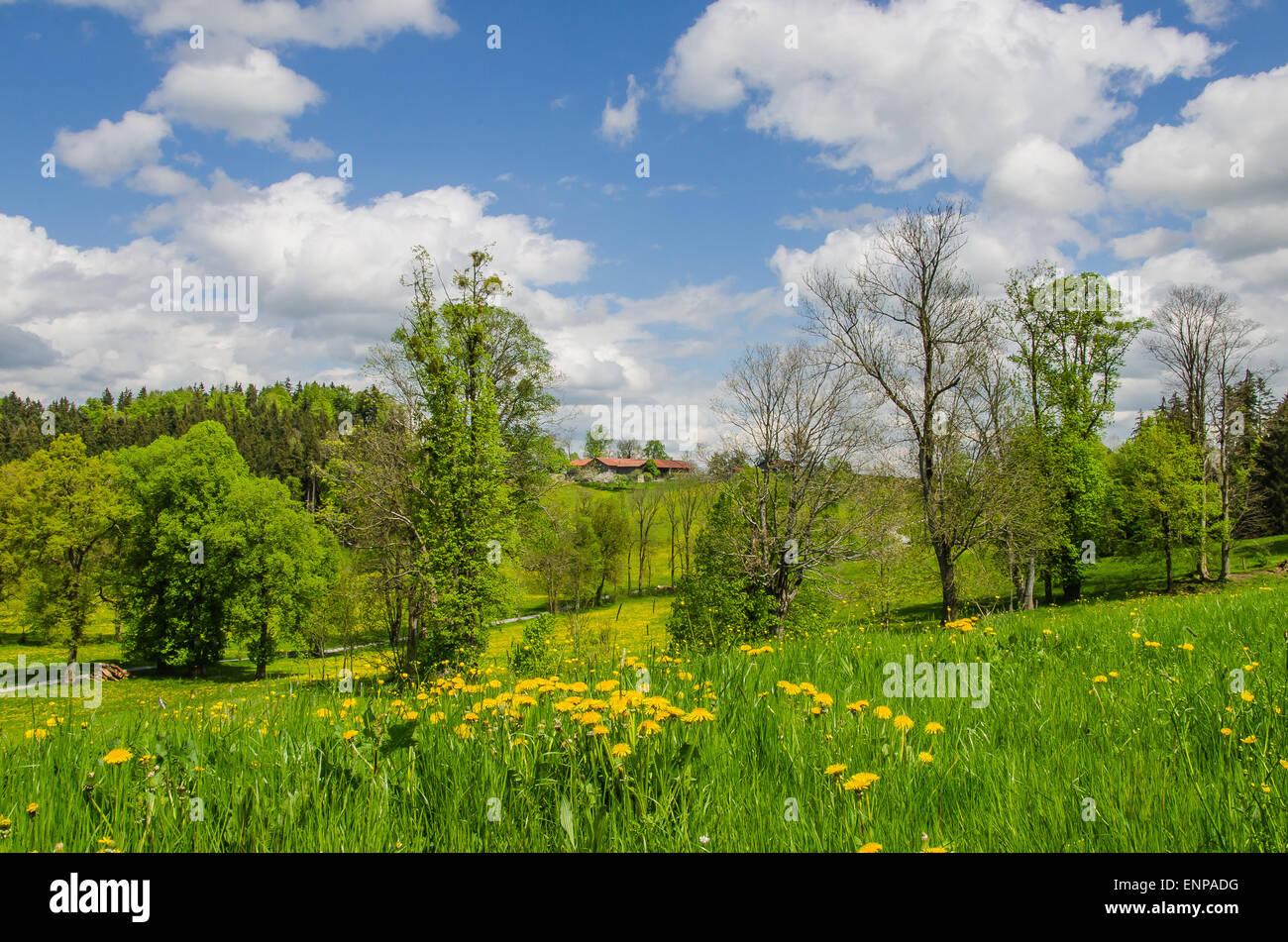 a dandelion meadow, a white and blue sky spring in Bavaria farm farm ...