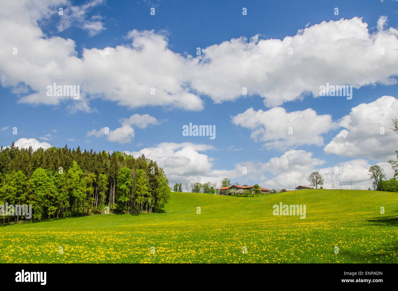 a dandelion meadow, a white and blue sky spring in Bavaria farm farm ...