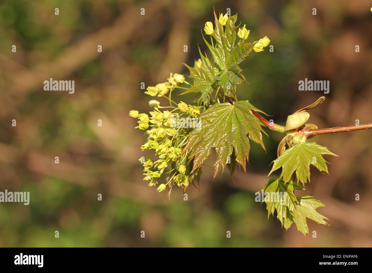 Branch of blooming maple tree in a sunny spring day. Closeup of maple ...