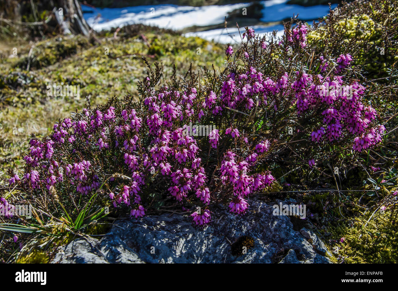 Dwarf rose hi-res stock photography and images - Alamy