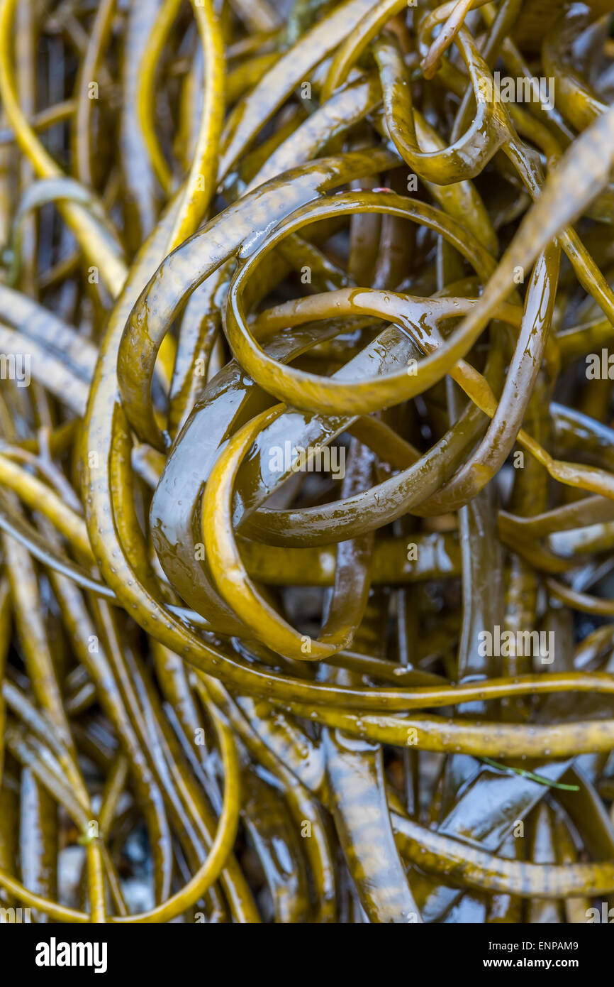 green seaweed a bunch of weed Stock Photo - Alamy