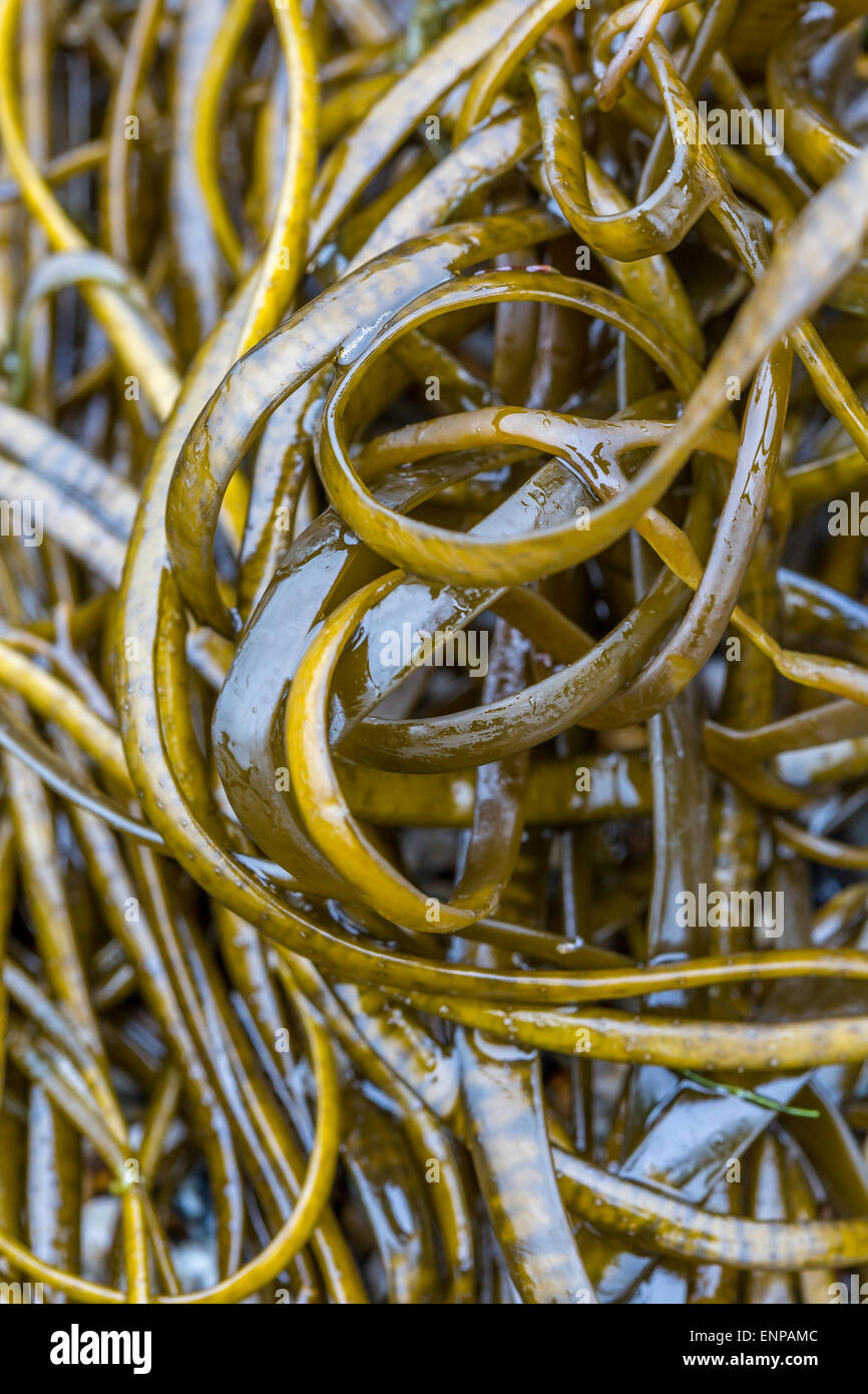 close up of seaweed on the beach Stock Photo - Alamy