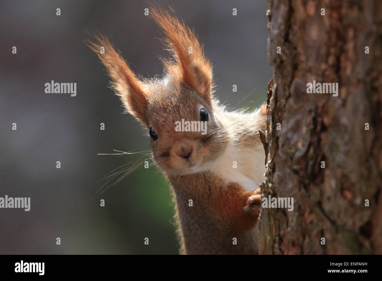 Curious squirrel saying hello Stock Photo - Alamy