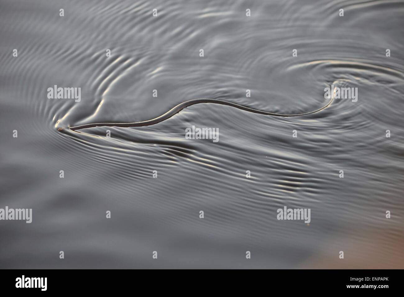 Swimming Snake in the Okavango Delta Stock Photo - Alamy