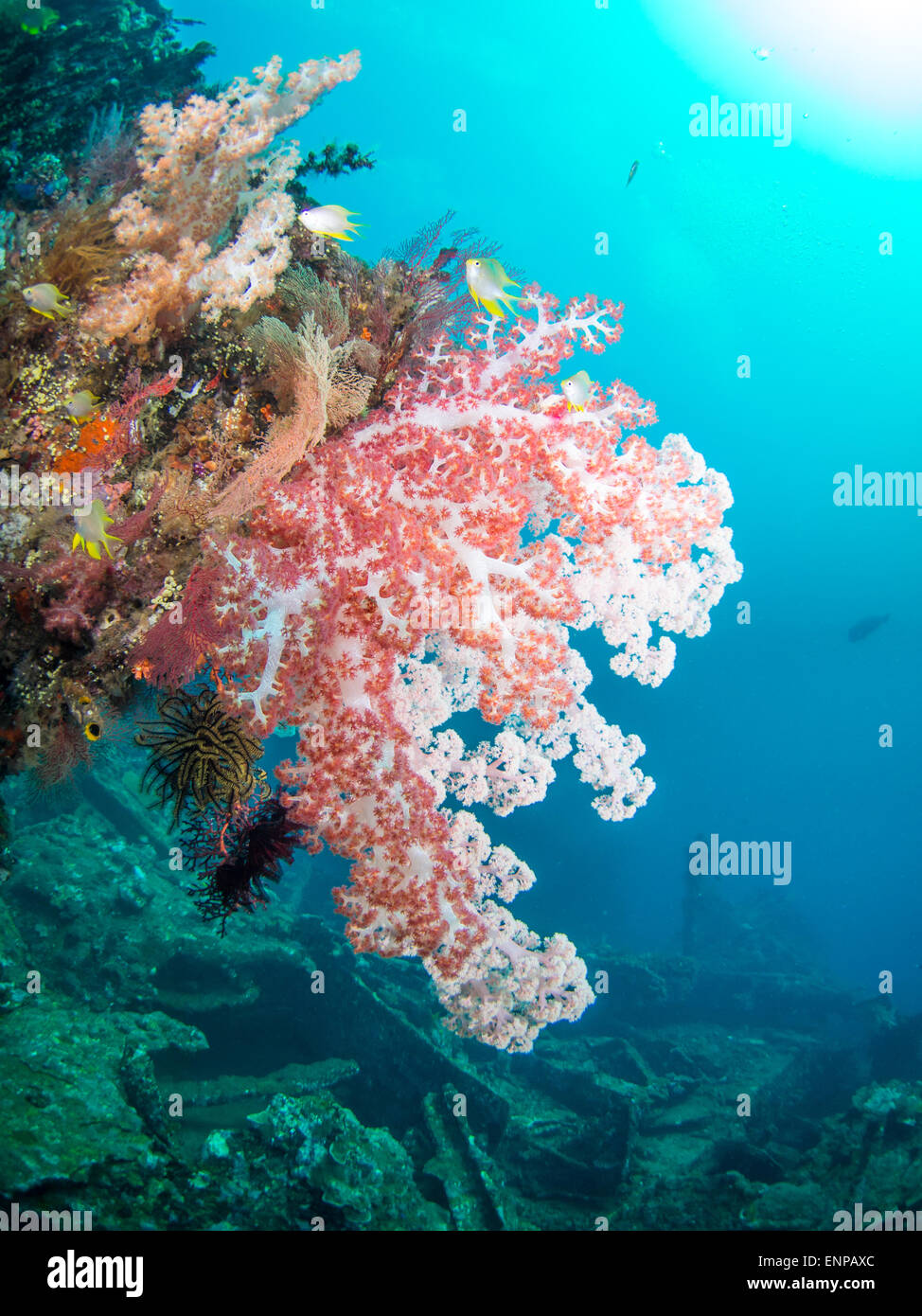 Colorful soft coral and fish on the WW2 Shipwreck the Liberty at ...