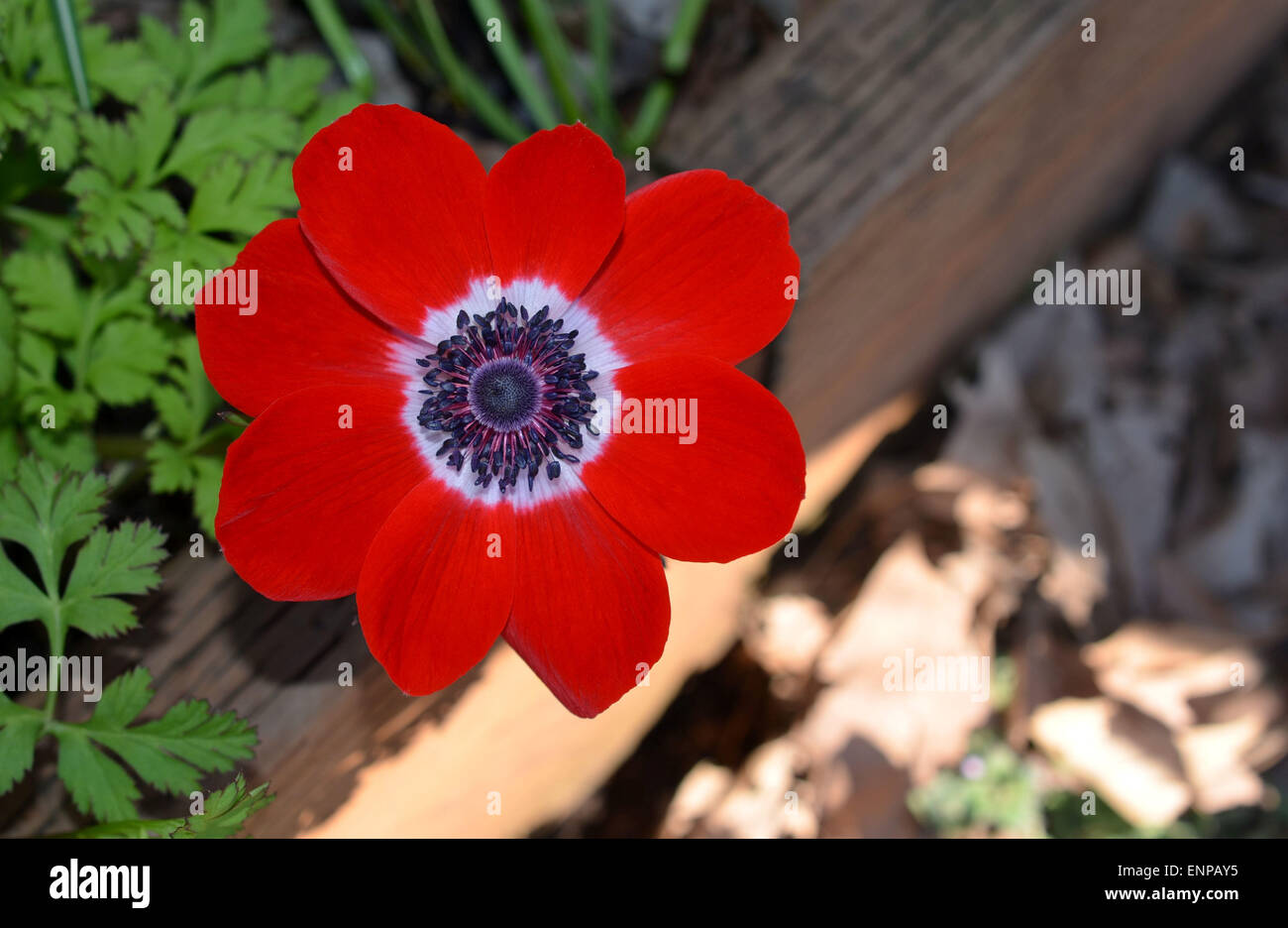 Brilliant red poppy flower in full bloom Stock Photo - Alamy