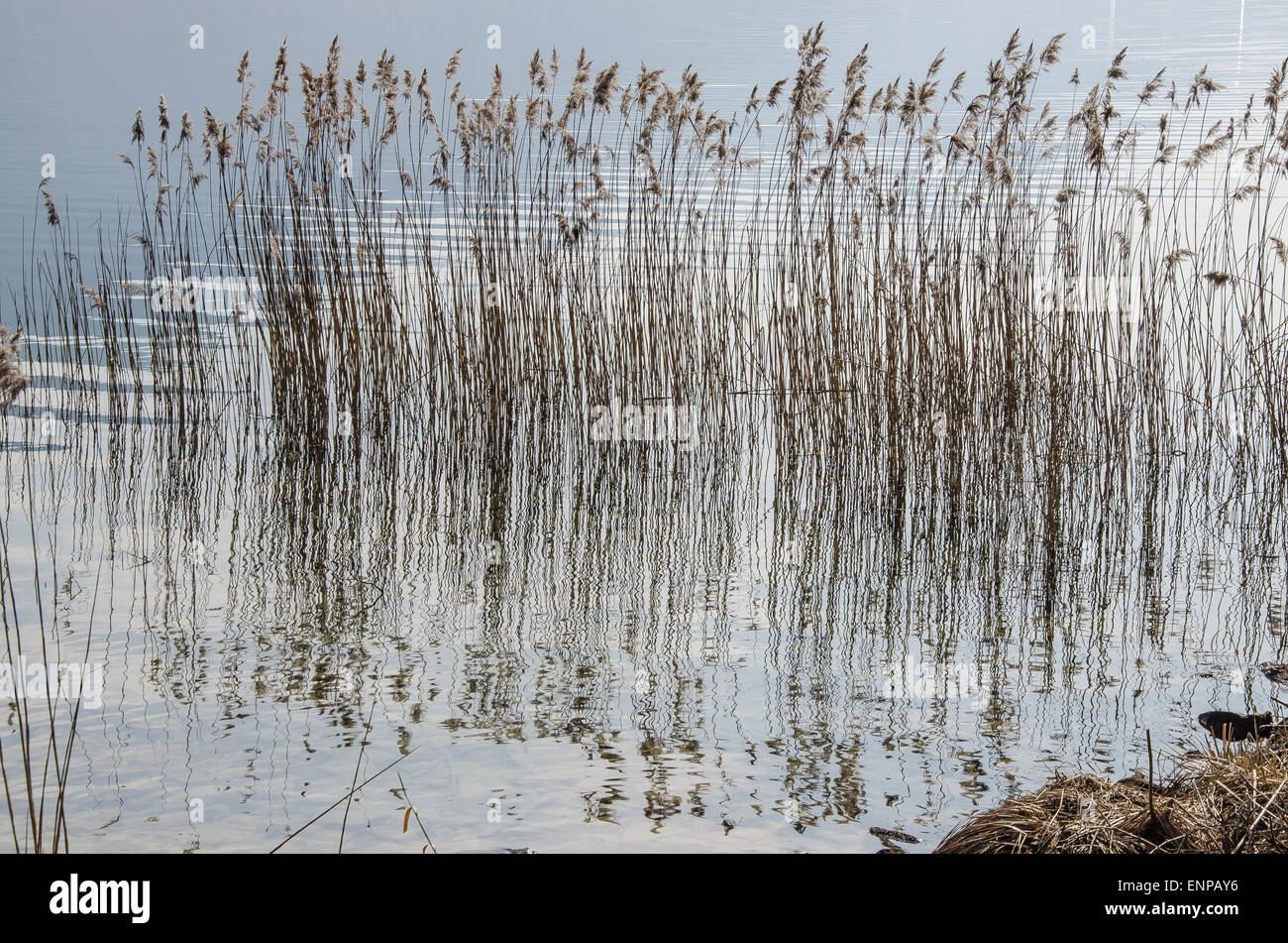 Almost barren hi-res stock photography and images - Alamy