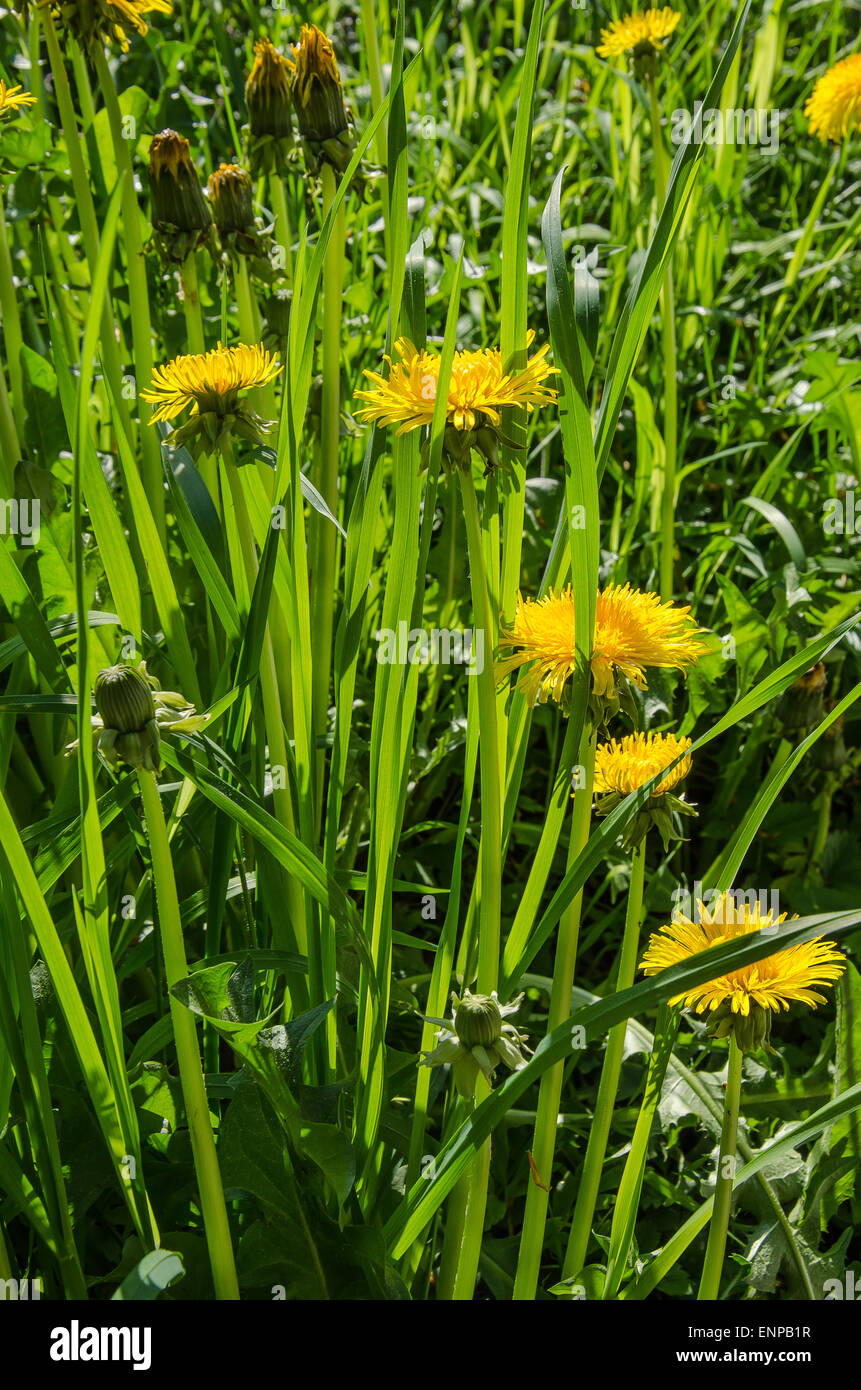 wild flowers in spring dandelion Stock Photo - Alamy