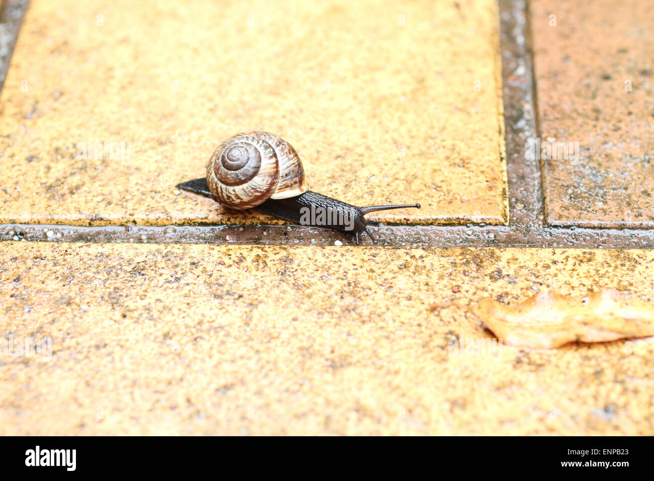 Terracotta snail hi-res stock photography and images - Alamy