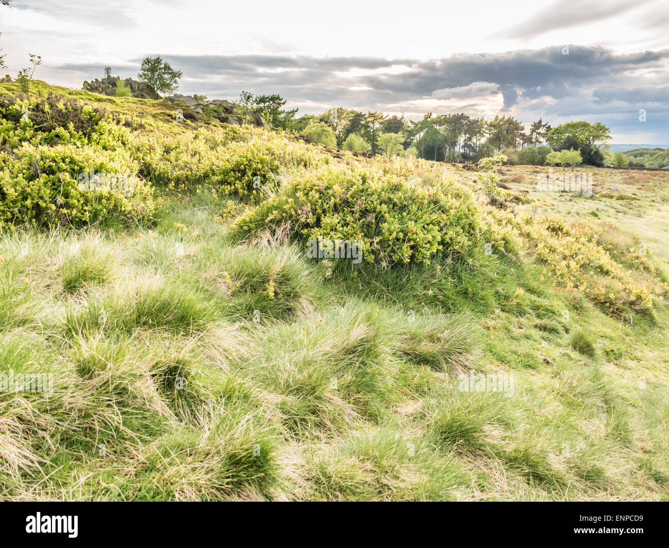 Whitwick High Resolution Stock Photography and Images - Alamy